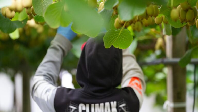 Te Puke – Kiwifruit Capital of the World